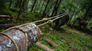 Tree Services, Removal, Logging & More | Madison, Utica, NY | Heritage ...